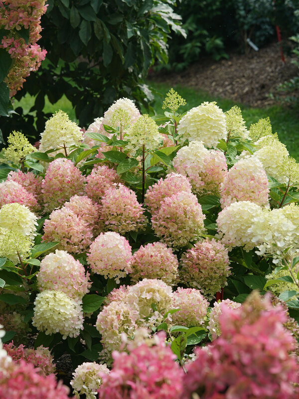 Hydrangea Fire Light Tidbit | Bluestone Perennials