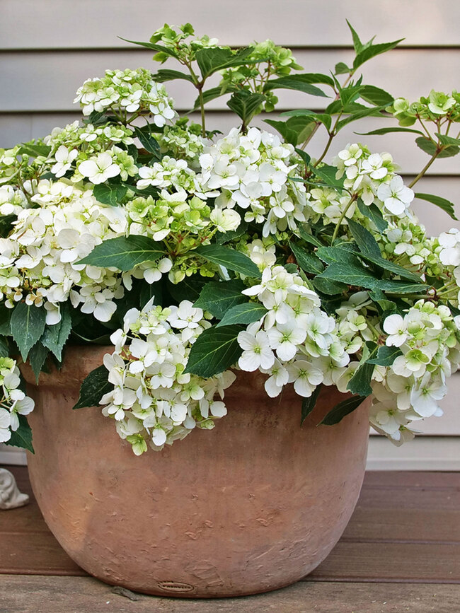 Hydrangea Fairytrail White | Bluestone Perennials