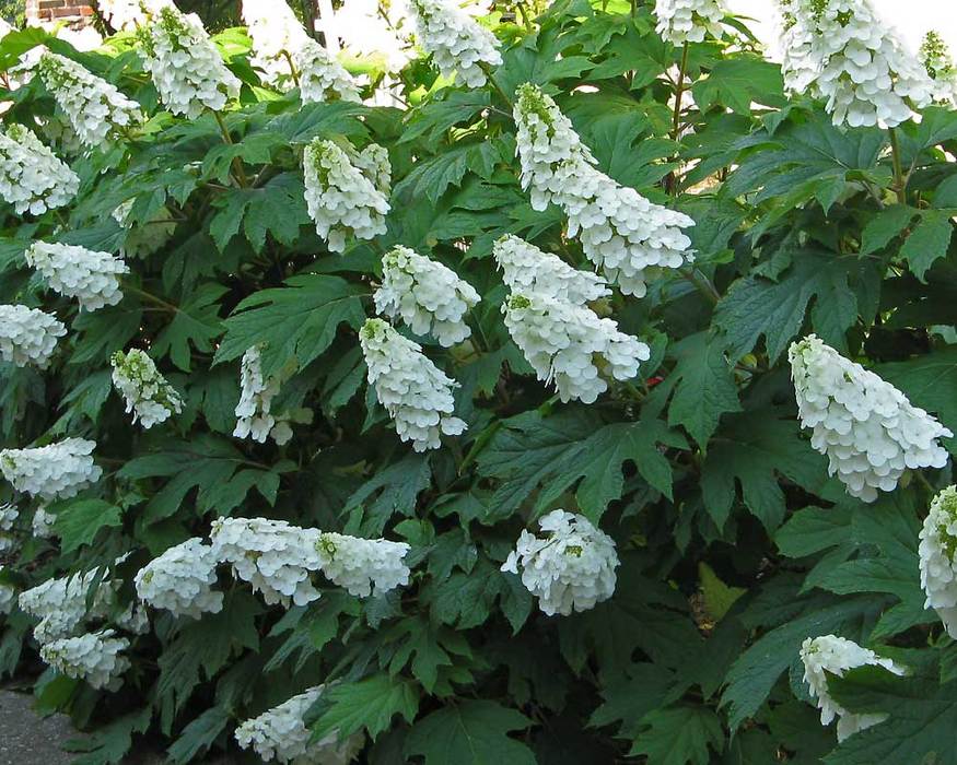 Hydrangea Gatsby Gal | Bluestone Perennials