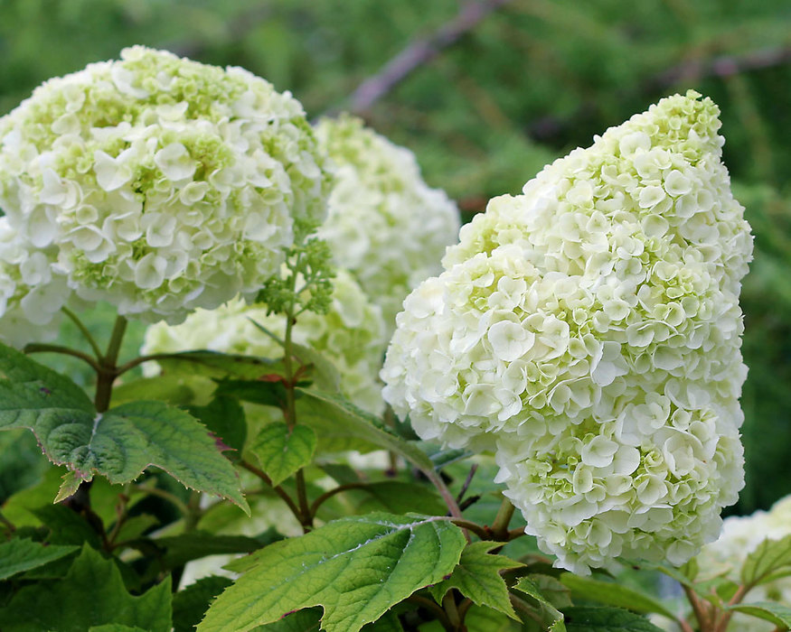 Hydrangea Gatsby Moon | Bluestone Perennials