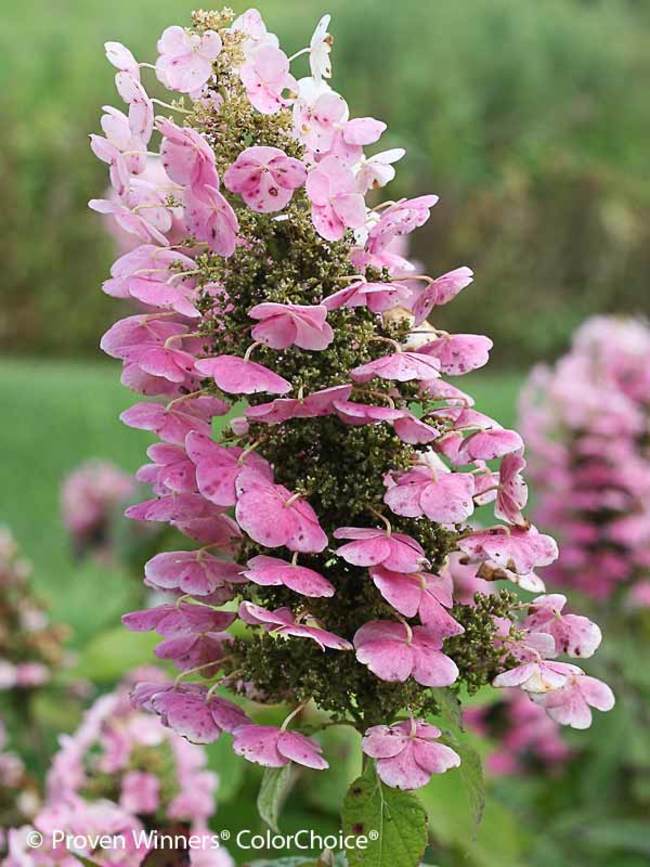 Hydrangea Gatsby Pink | Bluestone Perennials