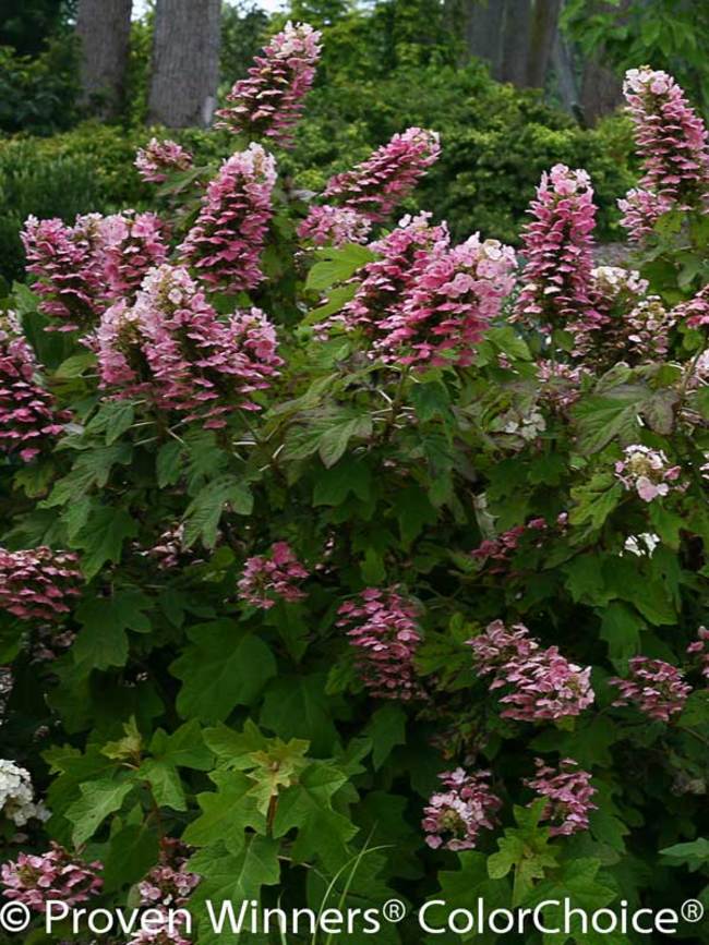 Hydrangea Gatsby Pink | Bluestone Perennials