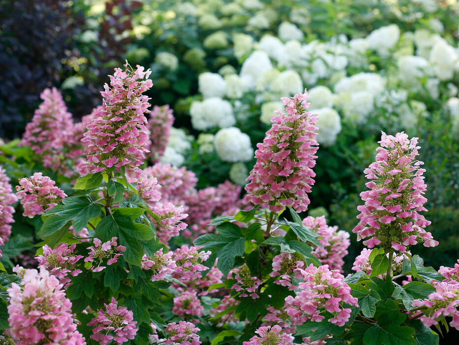 Hydrangea Gatsby Pink | Bluestone Perennials