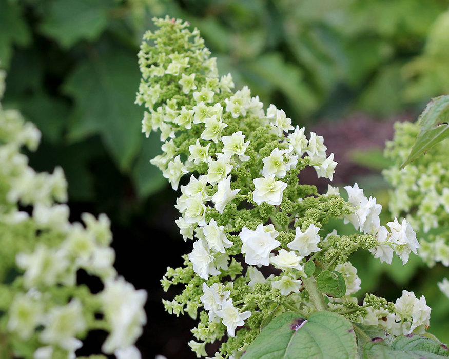 Hydrangea Gatsby Star | Bluestone Perennials