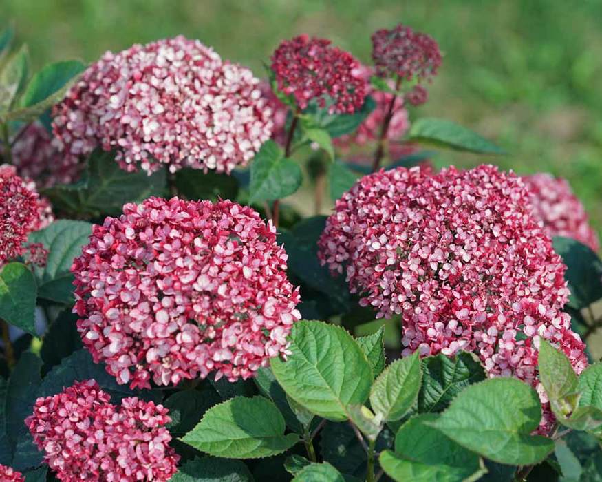 Hydrangea Invincibelle Garnetta | Bluestone Perennials
