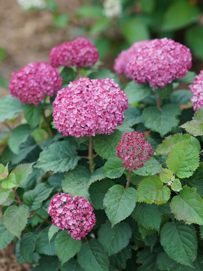 Hydrangea Invincibelle Mini Mauvette | Bluestone Perennials