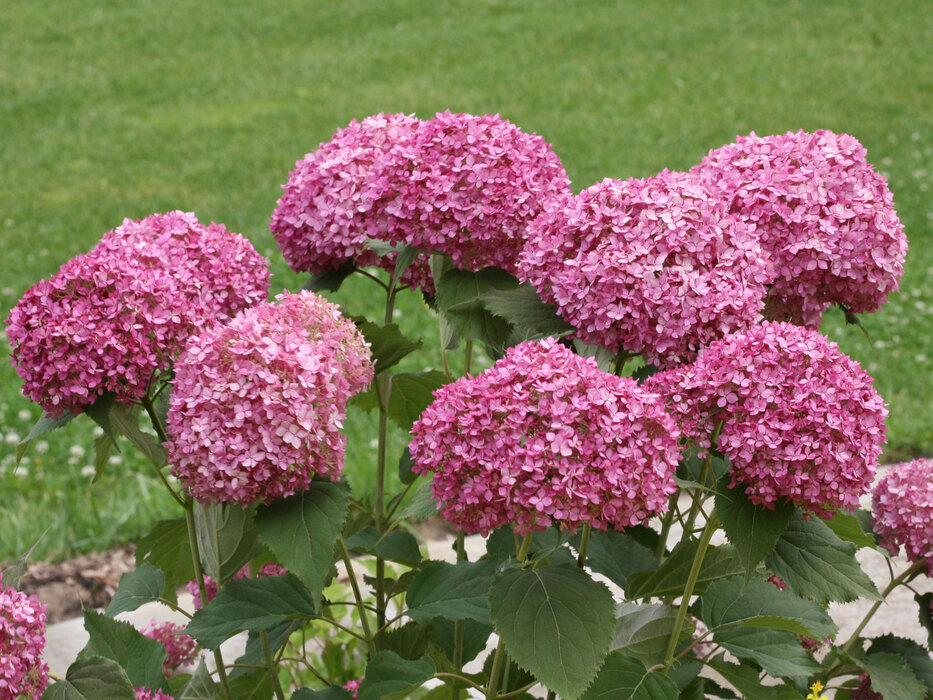 Hydrangea Invincibelle Mini Mauvette | Bluestone Perennials