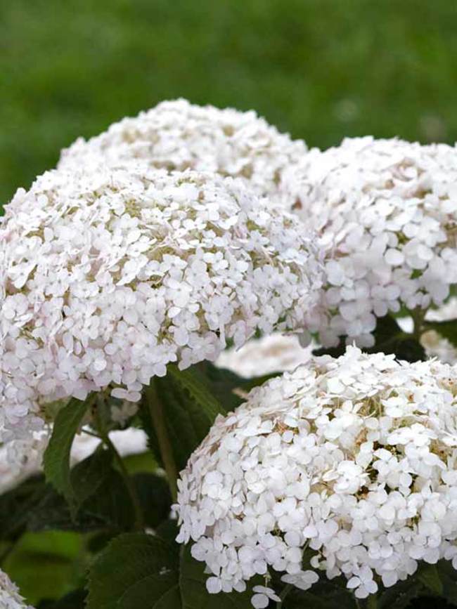 Hydrangea Wee White | Bluestone Perennials