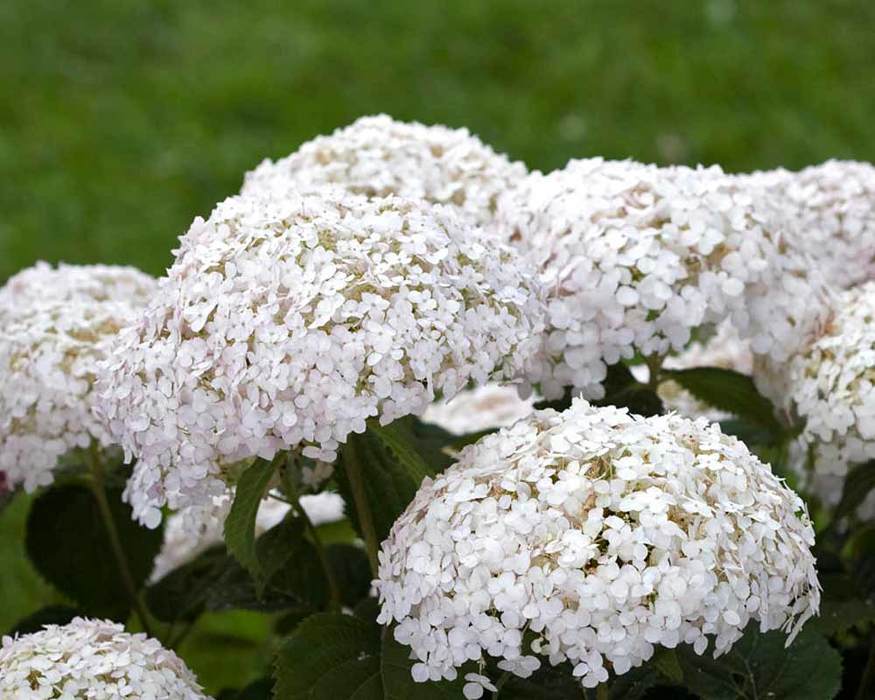Hydrangea Wee White | Bluestone Perennials