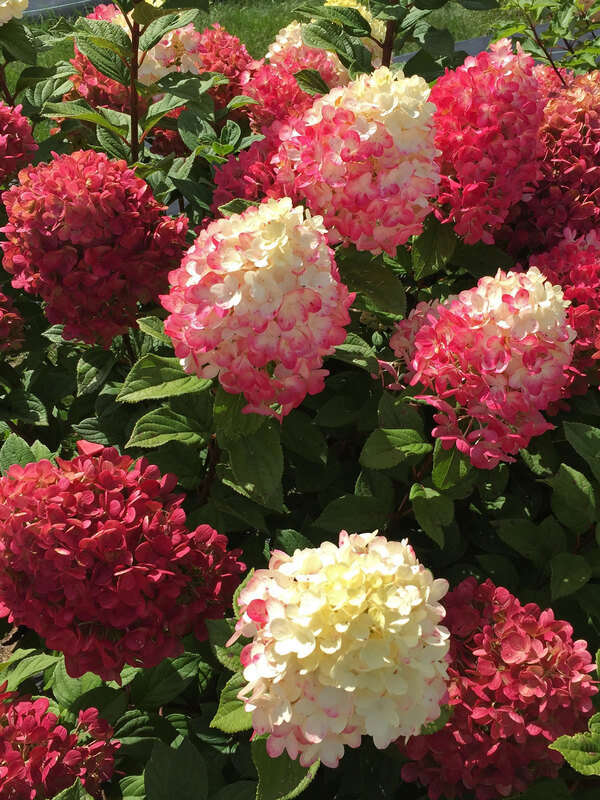 Hydrangea Little Lime Punch | Bluestone Perennials