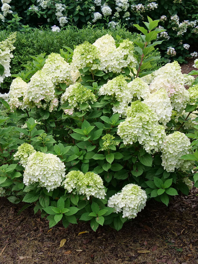 Hydrangea Little Lime Punch | Bluestone Perennials