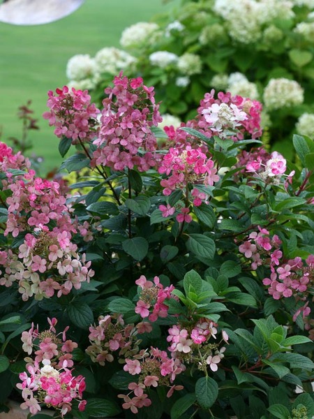 Product Viewer - Hydrangea Little Quick Fire