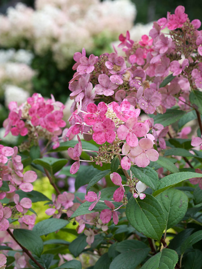Hydrangea Little Quick Fire | Bluestone Perennials