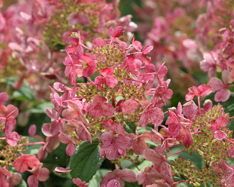 Product Viewer - Hydrangea Little Quick Fire