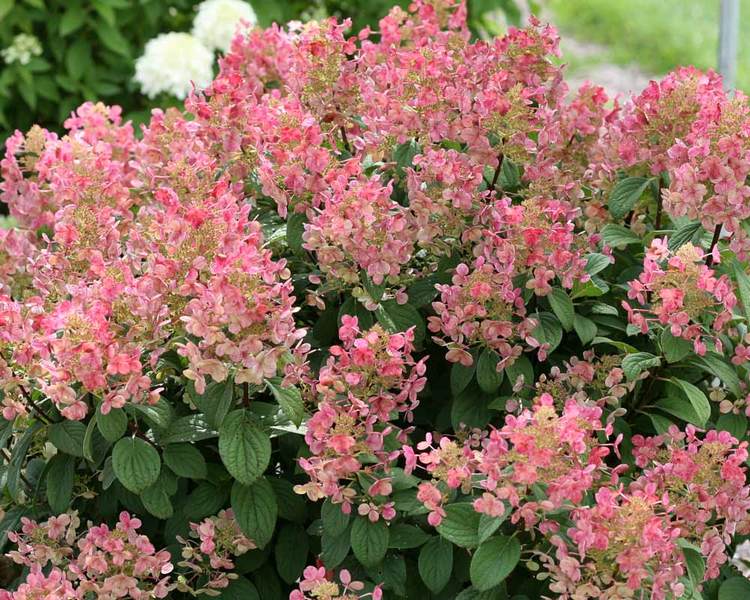 Product Viewer - Hydrangea Little Quick Fire