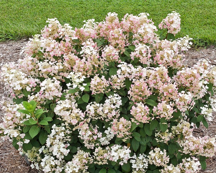 Product Viewer - Hydrangea Little Quick Fire