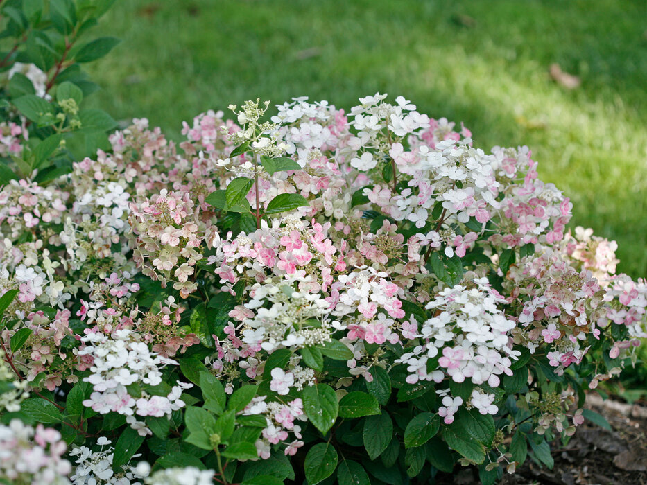 Hydrangea Little Quick Fire | Bluestone Perennials