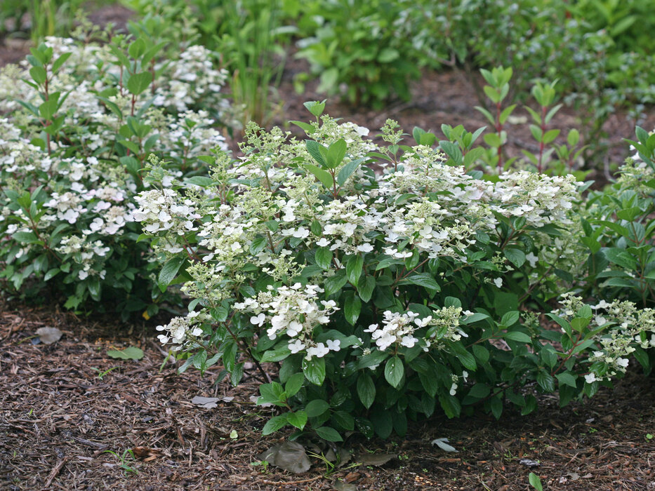 Hydrangea Little Quick Fire | Bluestone Perennials