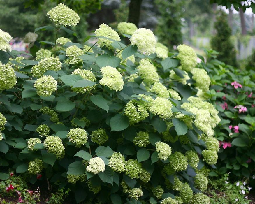Hydrangea Lime Rickey | Bluestone Perennials
