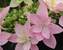Hydrangea Mac. Passion -- Bluestone Perennials