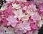 HYDRANGEA MAC. PASSION* -- Bluestone Perennials