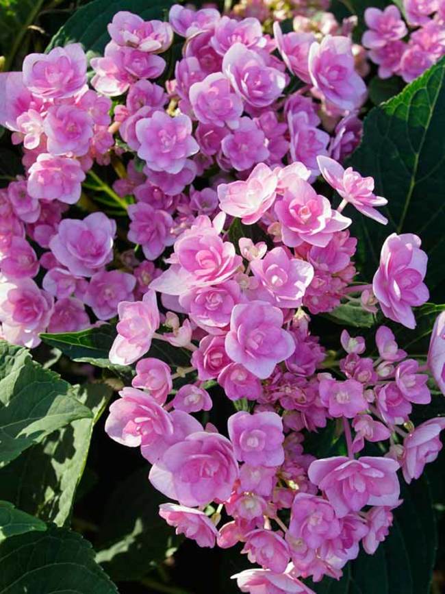 Hydrangea Passion | Bluestone Perennials