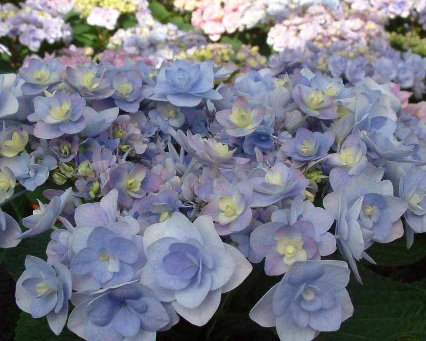 Hydrangea Passion | Bluestone Perennials