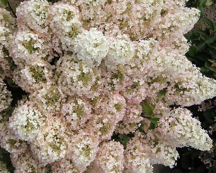 Product Viewer - Hydrangea Bobo