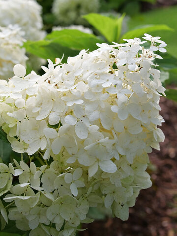 Hydrangea Puffer Fish | Bluestone Perennials