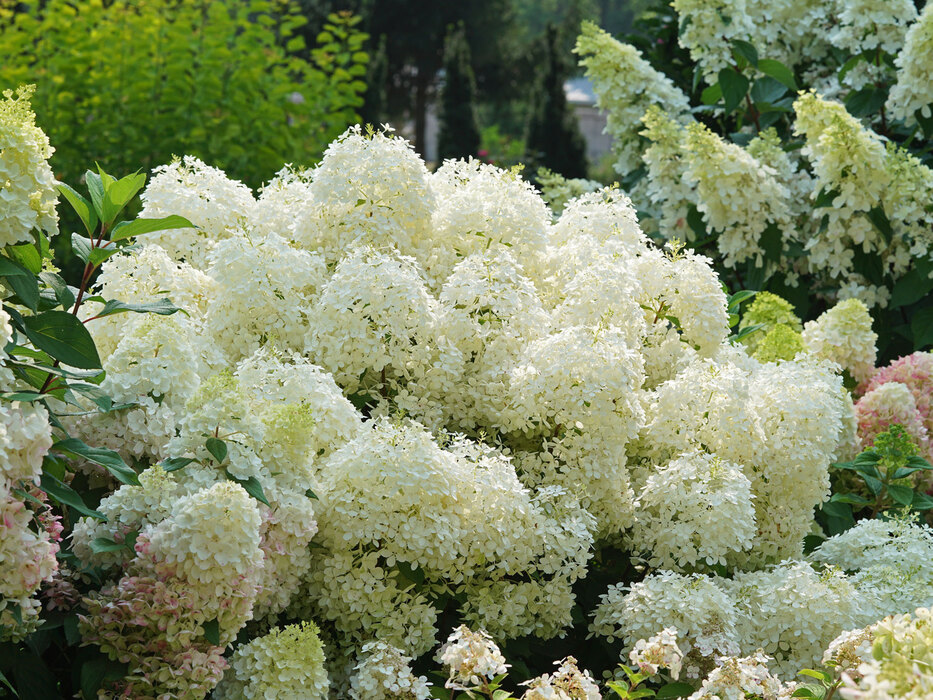 Hydrangea Puffer Fish | Bluestone Perennials
