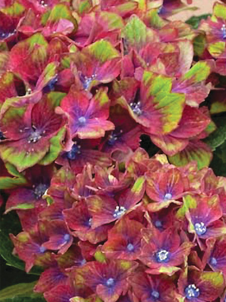 Product Viewer - Hydrangea Game Changer Picotee