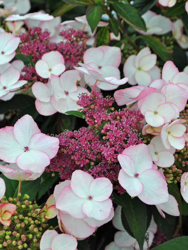 Hydrangea Game Changer Picotee | Bluestone Perennials