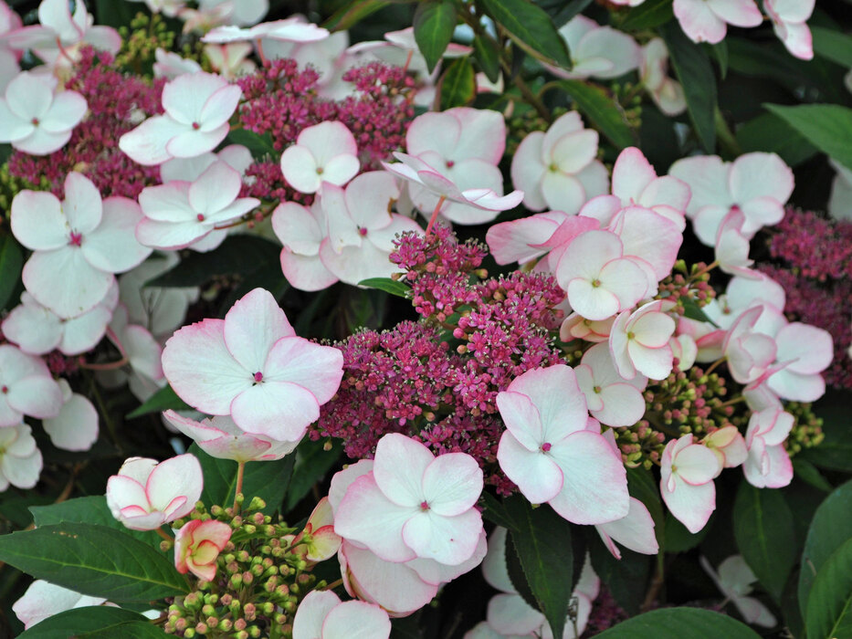 Hydrangea Game Changer Picotee | Bluestone Perennials