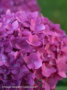 Hydrangea Rave® -- Bluestone Perennials