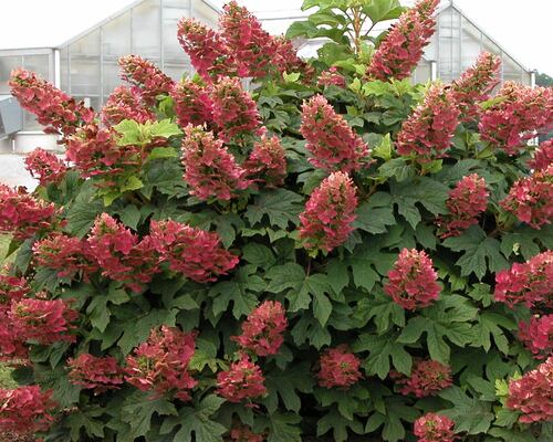 Hydrangea Ruby Slippers | Bluestone Perennials