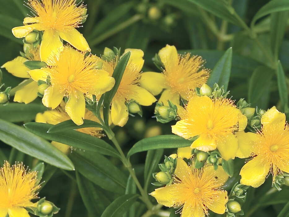 Hypericum Sunny Boulevard | Bluestone Perennials