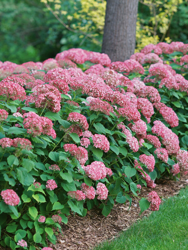 Hydrangea Invincibelle Spirit II | Bluestone Perennials
