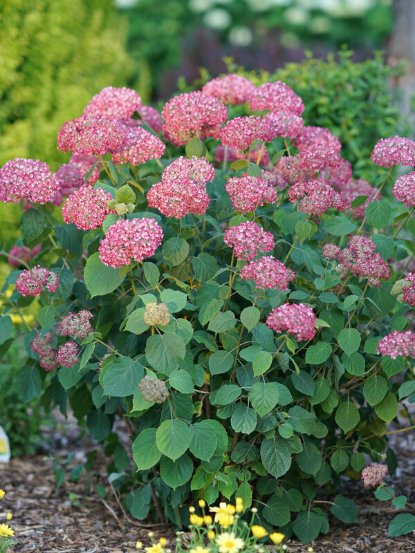 Hydrangea Invincibelle Spirit II | Bluestone Perennials