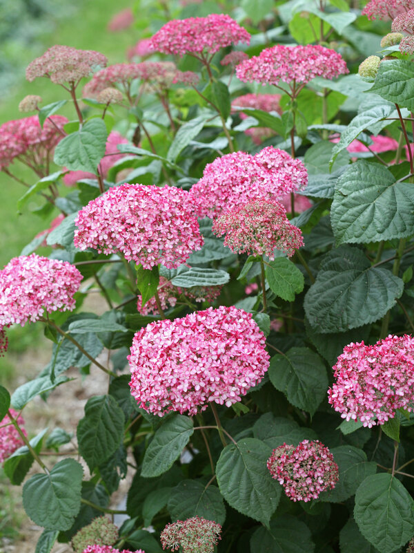 Hydrangea Invincibelle Spirit II | Bluestone Perennials