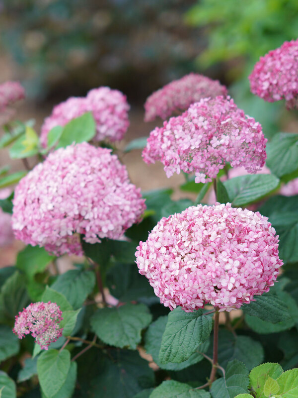Hydrangea Invincibelle Spirit II | Bluestone Perennials