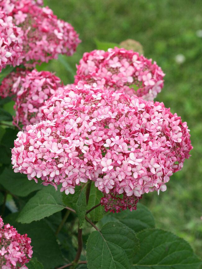 Hydrangea Invincibelle Spirit II | Bluestone Perennials