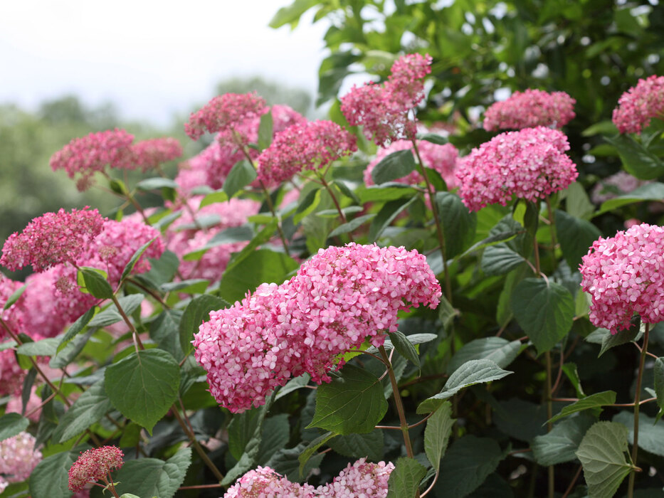 Hydrangea Invincibelle Spirit II | Bluestone Perennials