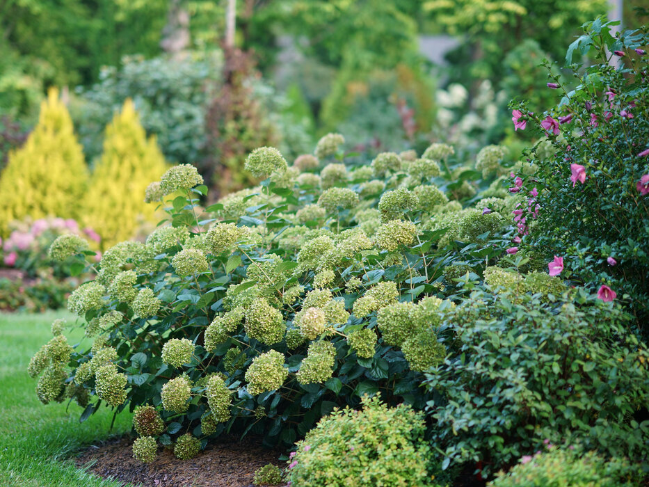 Hydrangea Invincibelle Spirit II | Bluestone Perennials