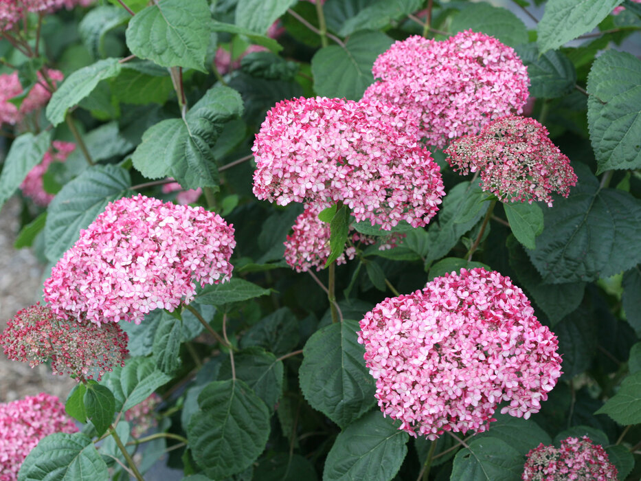 Hydrangea Invincibelle Spirit II | Bluestone Perennials