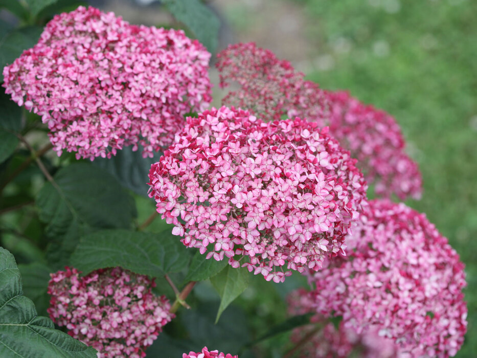 Hydrangea Invincibelle Spirit II | Bluestone Perennials