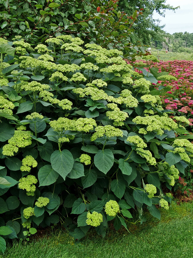 Hydrangea Invincibelle Sublime | Bluestone Perennials