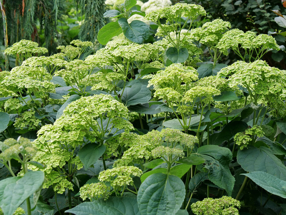 Hydrangea Invincibelle Sublime | Bluestone Perennials
