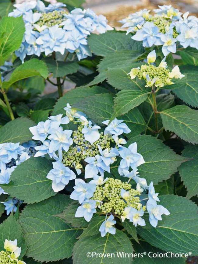 Hydrangea Tuff Stuff Ah-Ha | Bluestone Perennials