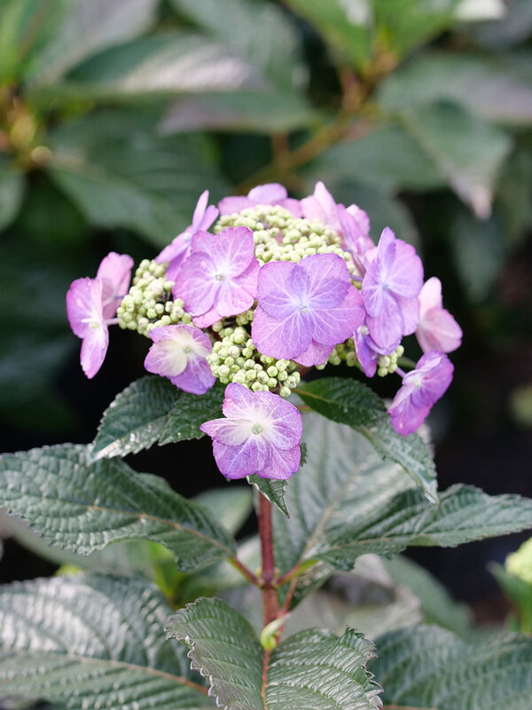 Hydrangea Tuff Stuff Top Fun | Bluestone Perennials