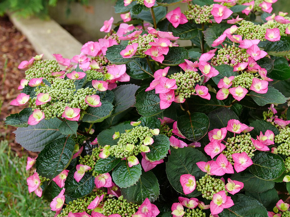 Hydrangea Tuff Stuff Top Fun | Bluestone Perennials